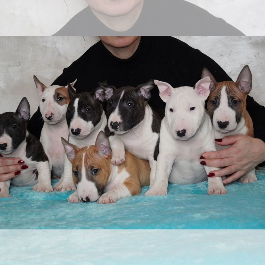 Мини-бультерьер, щенок