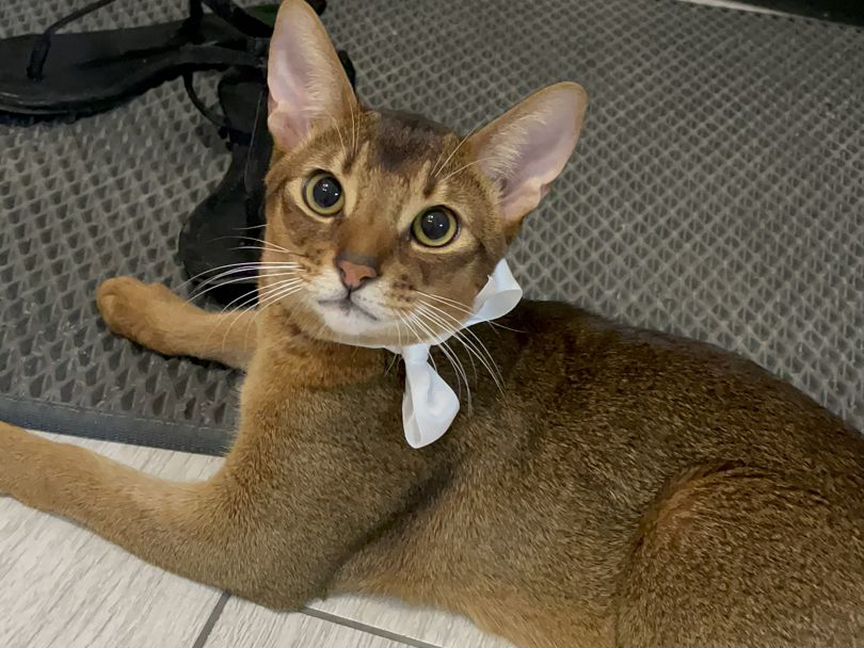 Абиссинский кот