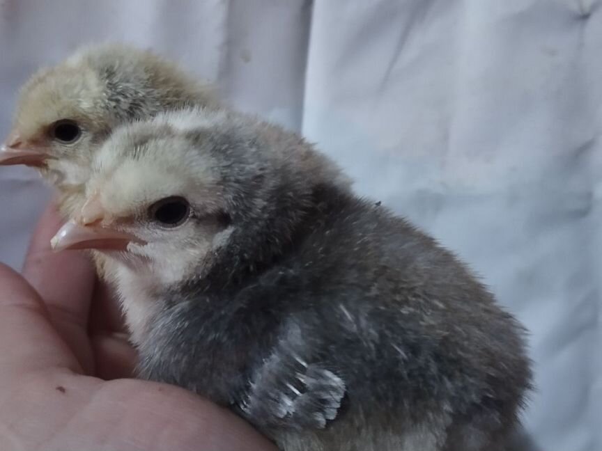 Петушки белефельдор серебро