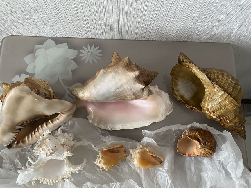 Морские ракушки раковины крупные набор