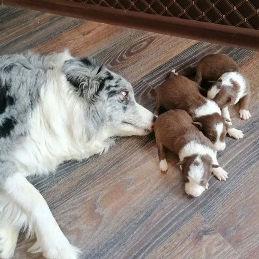 Бордер-колли, щенок