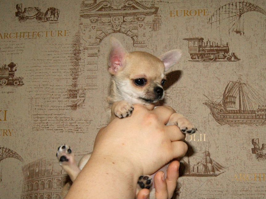 Чихуахуа для выставки