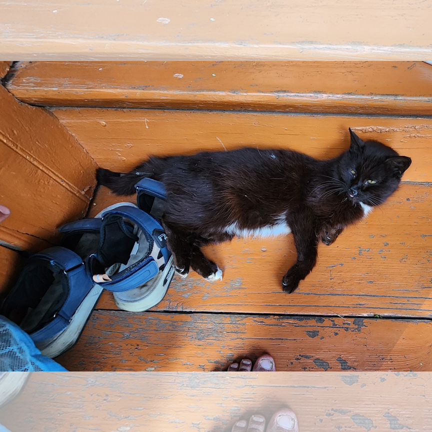 Кошка