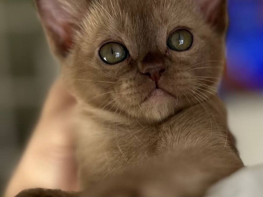 Бурманские котята