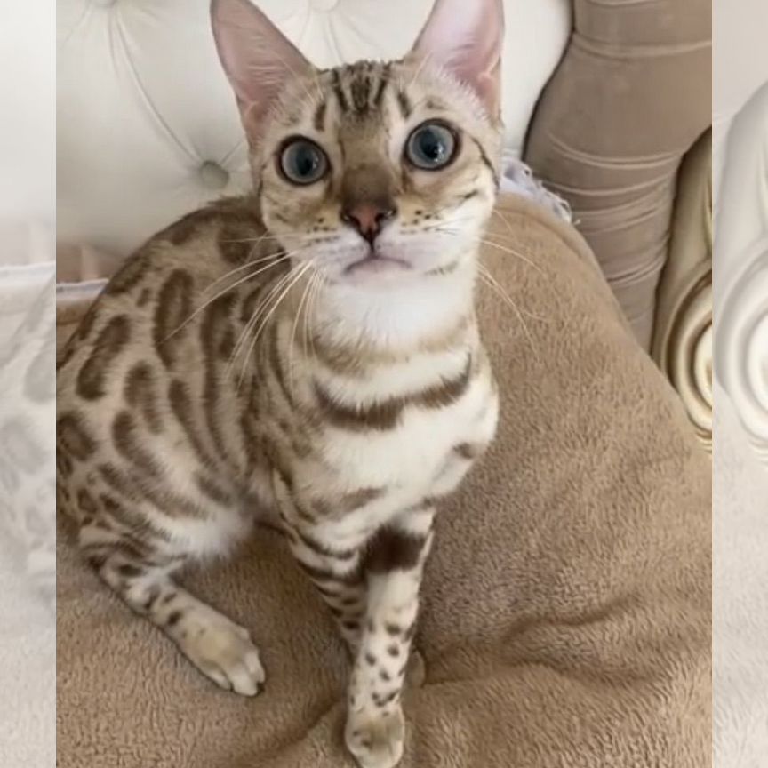 Молодая бенгальская кошечка