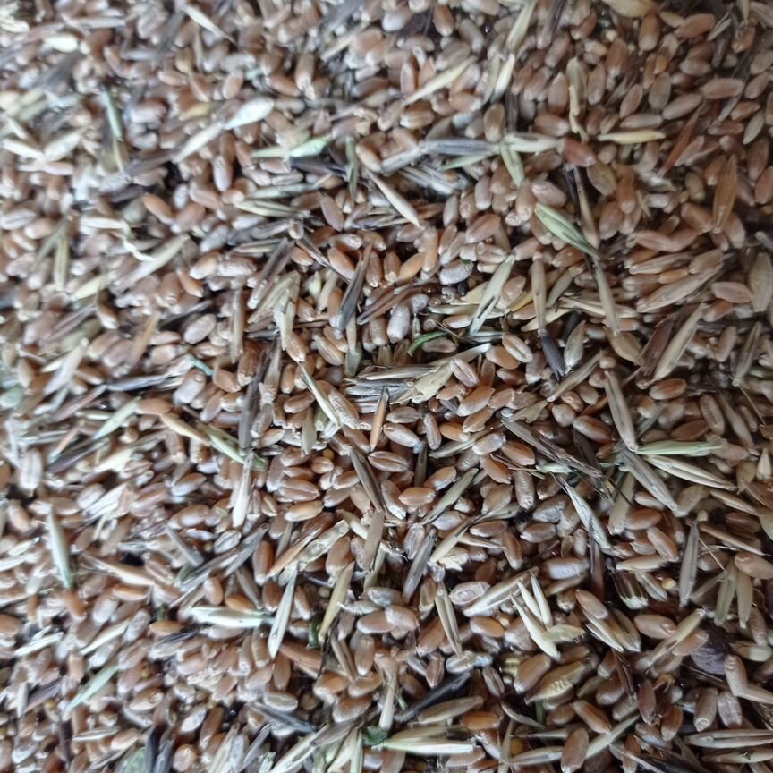 Пшеница мягкая