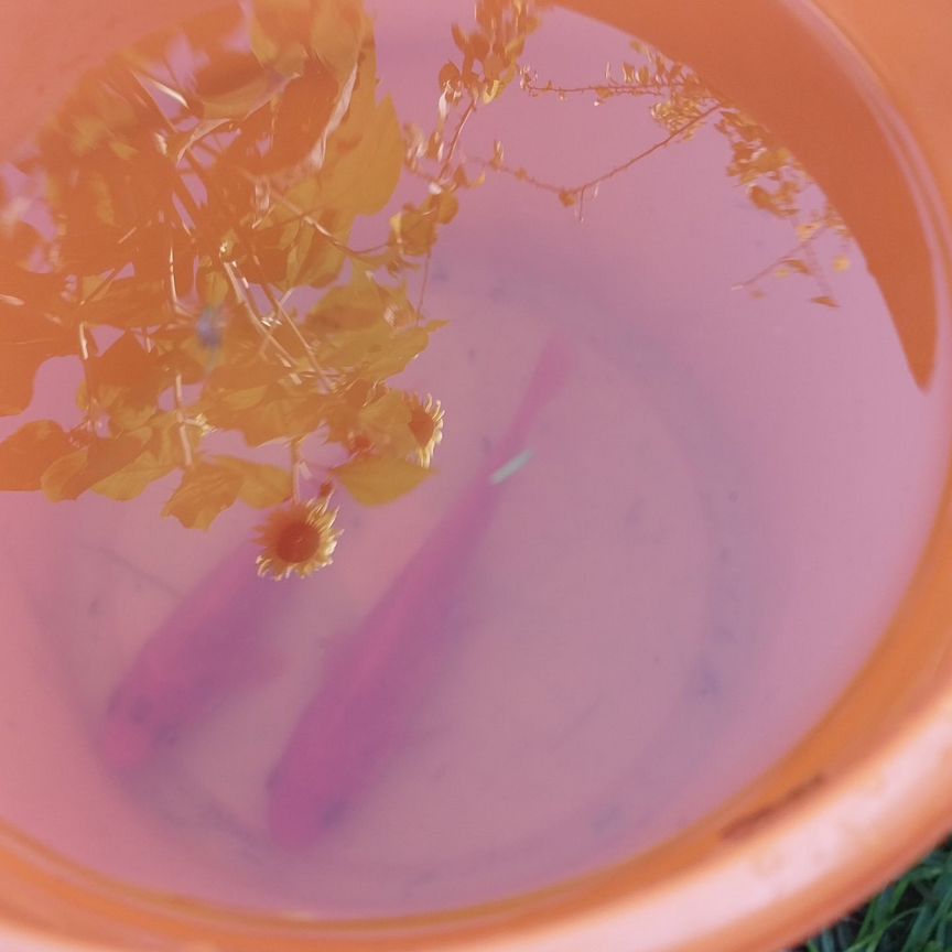 Золотые караси