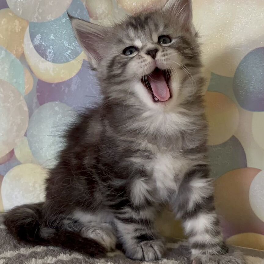 Мейн-кун подидакт с огромными лапами