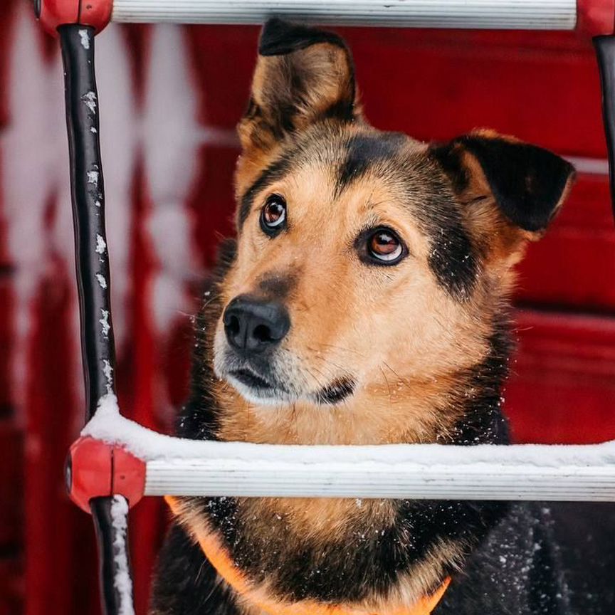 Взрослый пёс в добрые руки