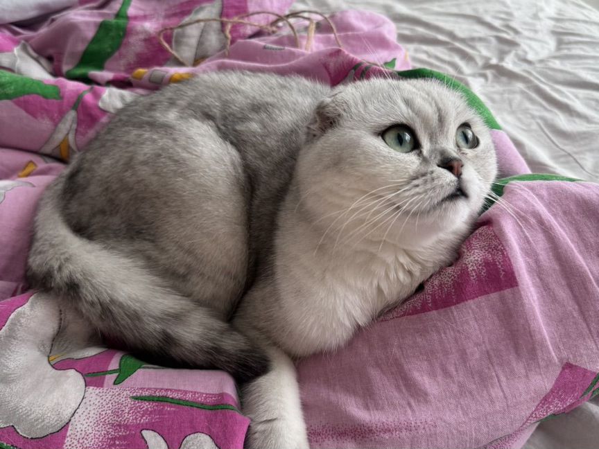 Британский Кот с документами и прививками