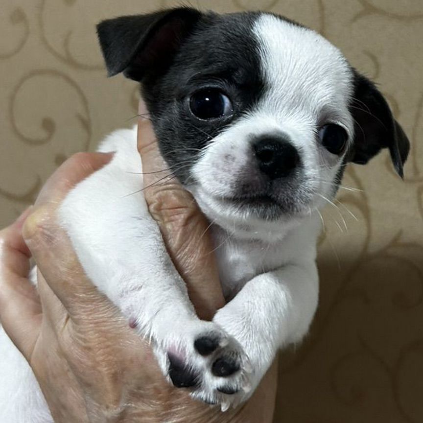 Чихуахуа, щенок