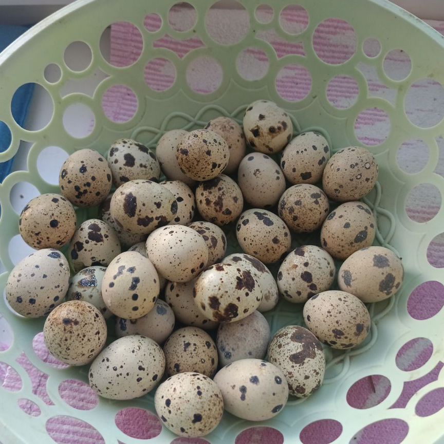 Яйца перепелиные инкубационное