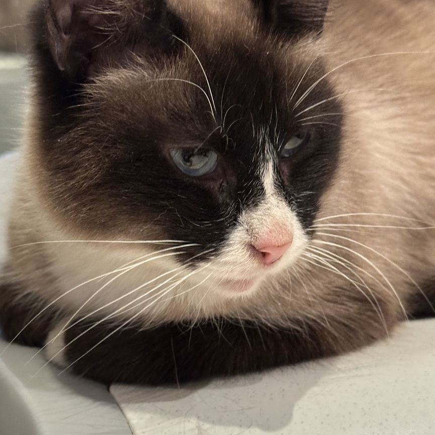 Кошка породы сноу-шу ищет дом