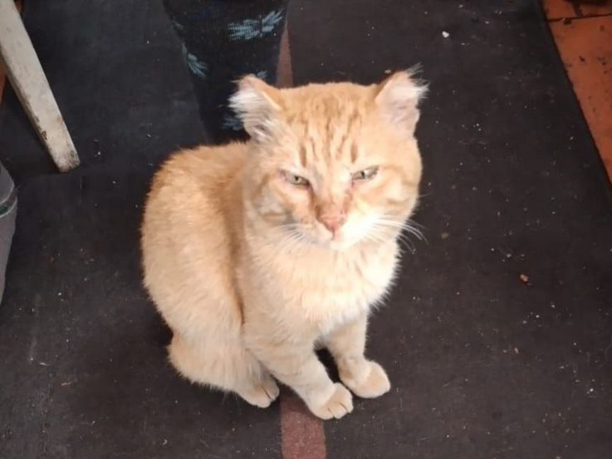 Отдам кота в добрые руки