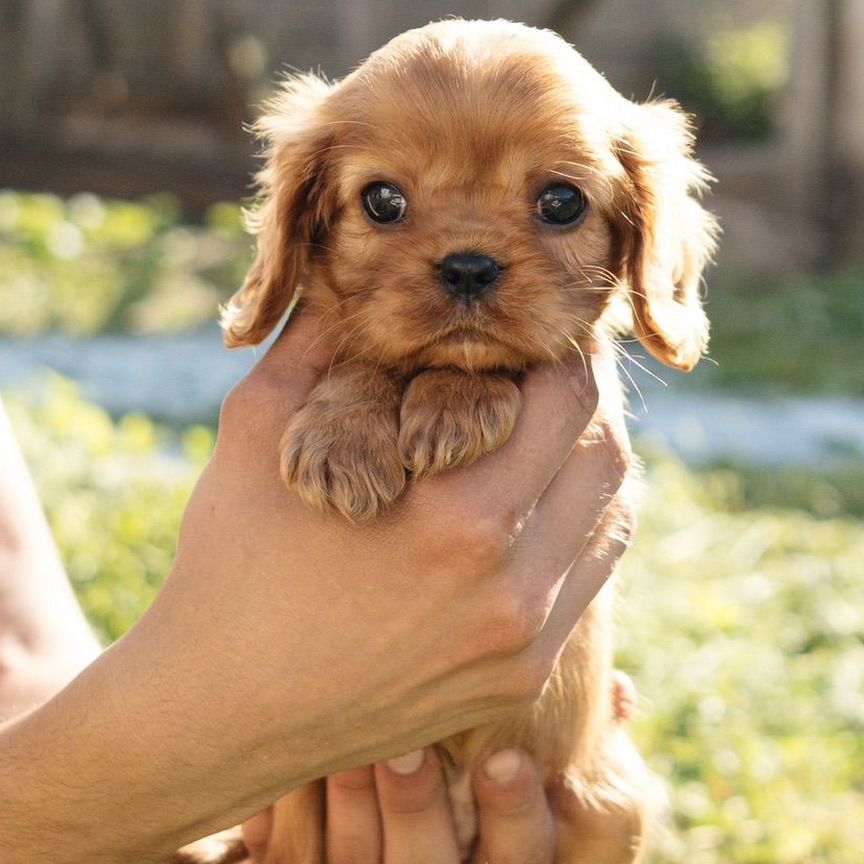 Кавалер кинг чарльз спаниель