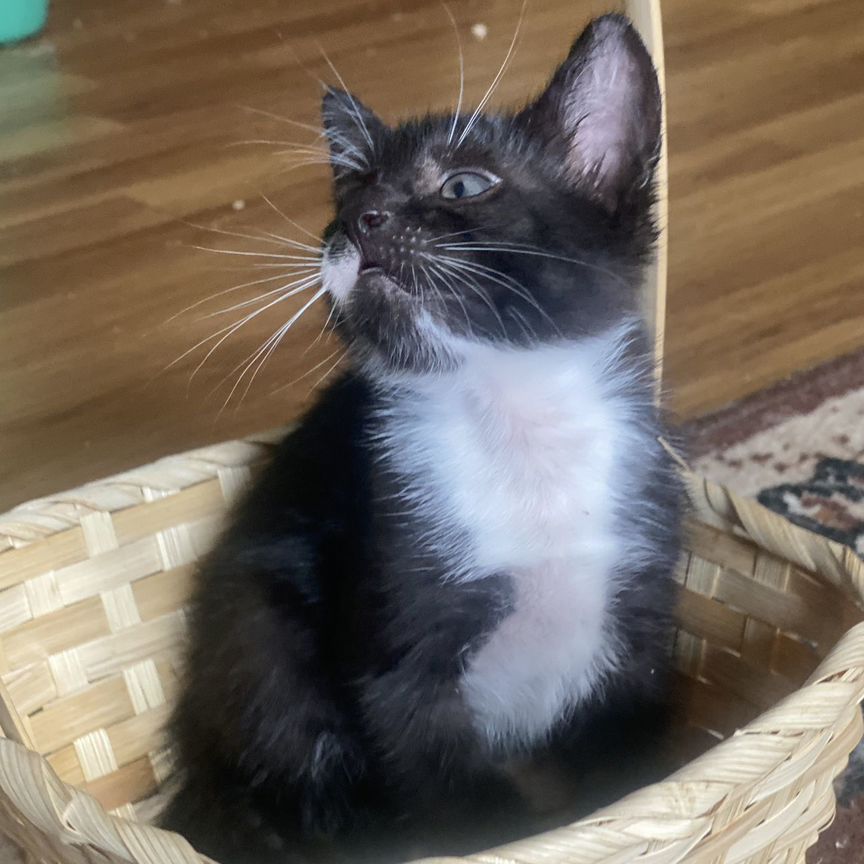 Котята