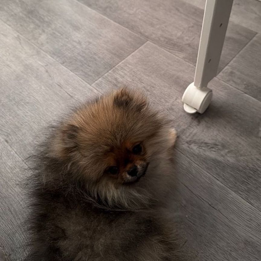 Померанский шпиц, щенок