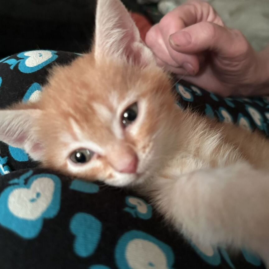 Котёнок в добрые руки