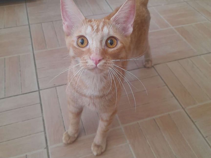 Кошки