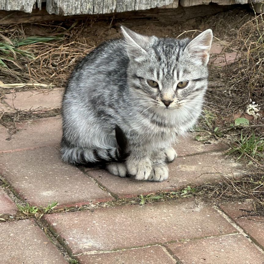 Котик котенок в добрые руки вискас