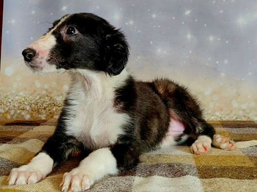 Щенки русской псовой борзой