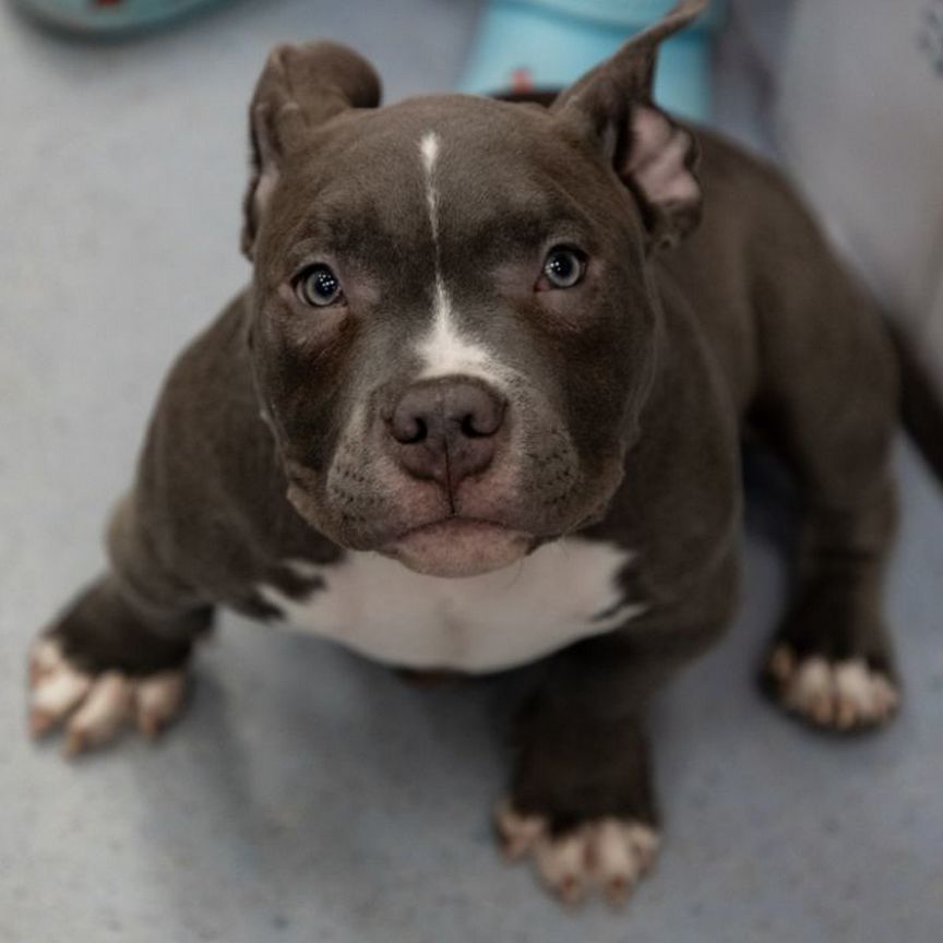 Американский булли, щенок
