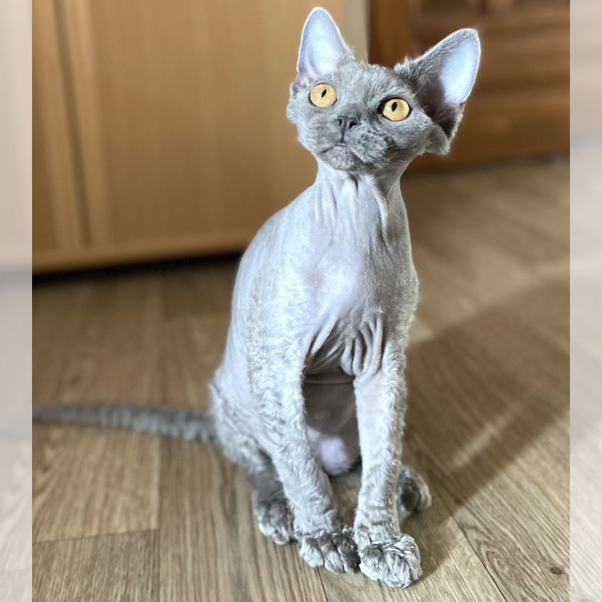 Котик Девон рекс