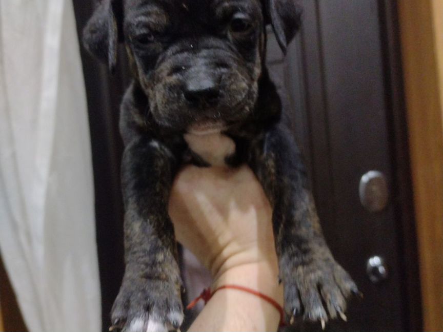 Продажа щенка Амстафф