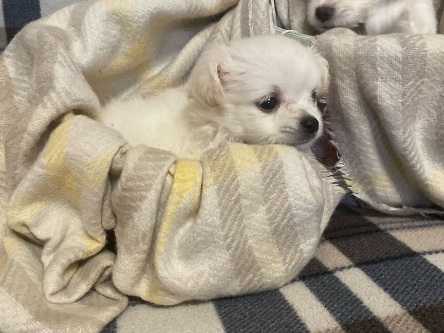 Собаки чихуахуа