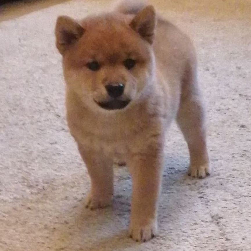 Сиба ину рыжие мальчики РКФ с документами