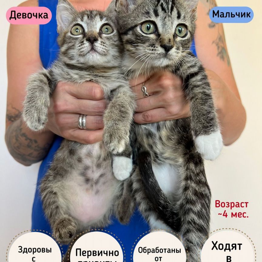 Котята бесплатно в добрые руки