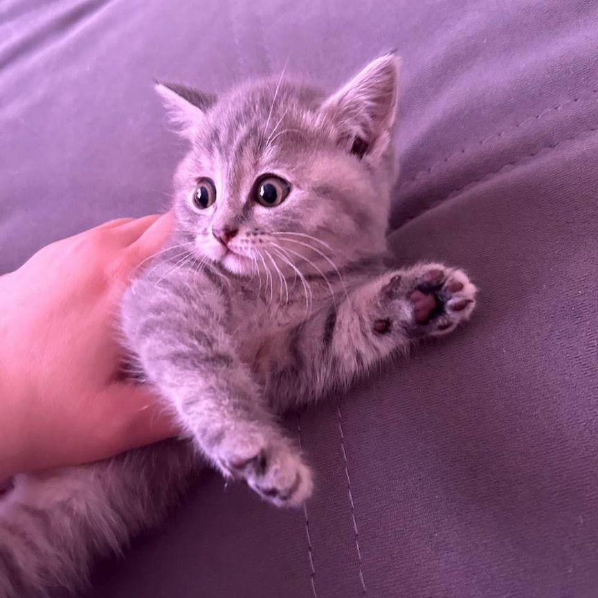 Отдам кошечку бесплатно