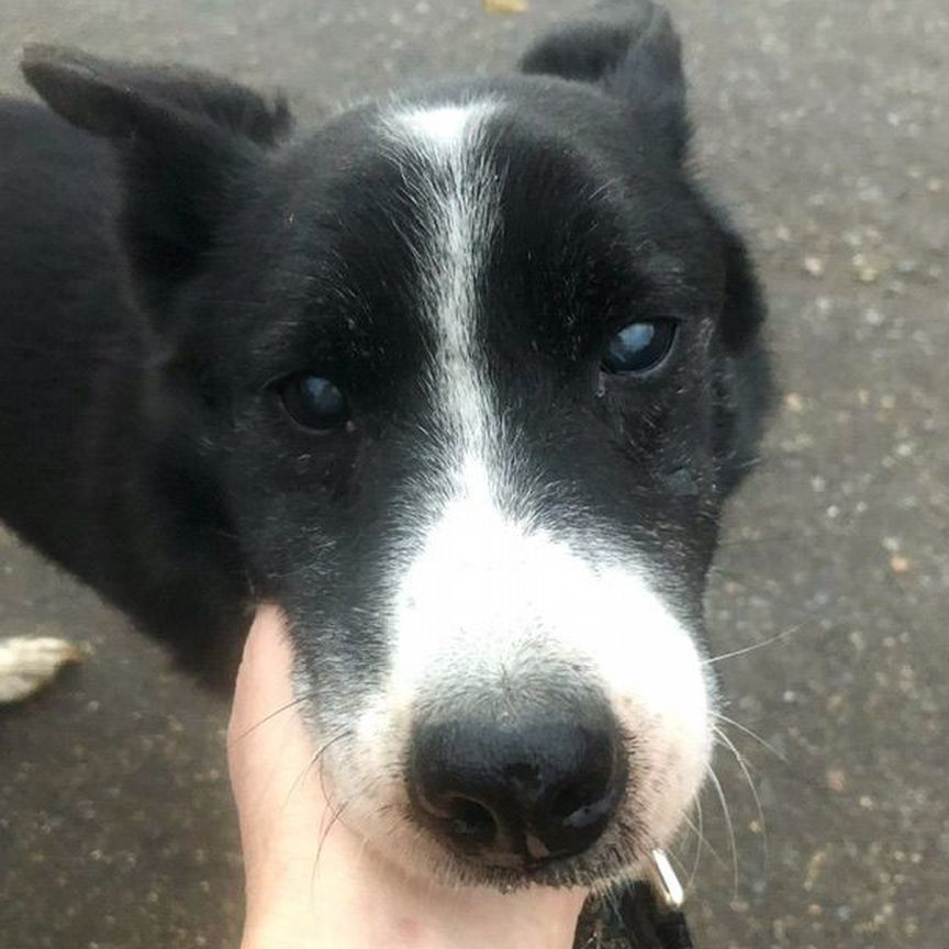 Взрослый пёс в добрые руки