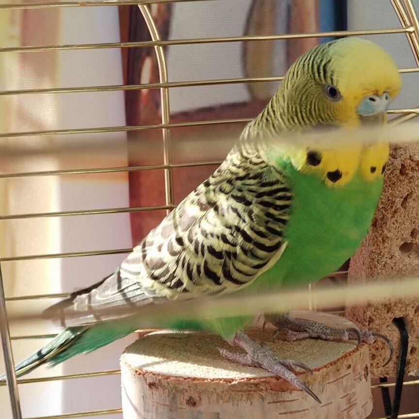 Попугай Волнисто Выставочный Чех