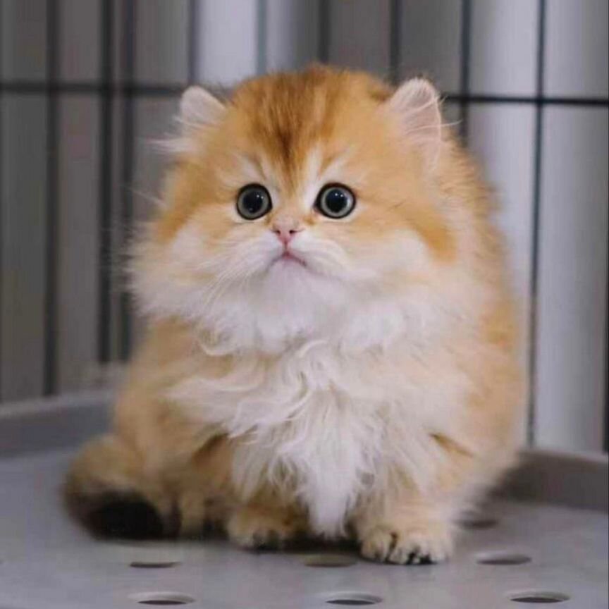 Котята менуэт (манчкин)
