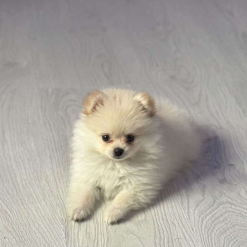 Померанский шпиц мини