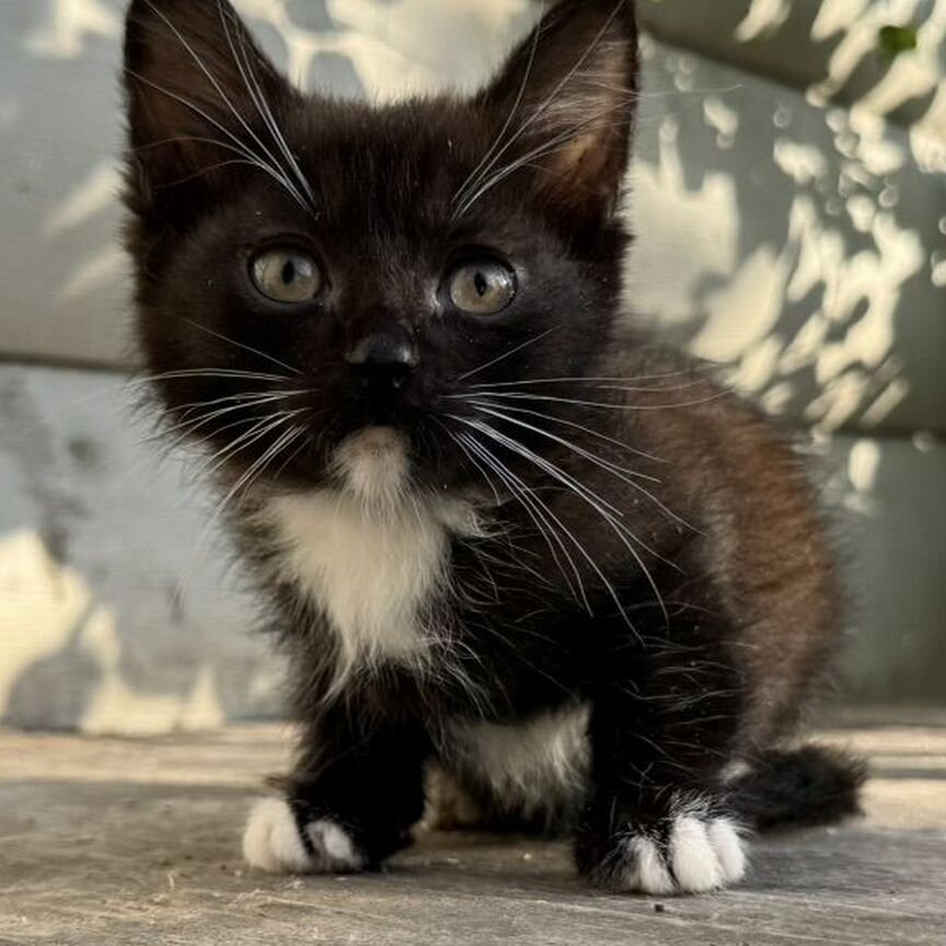 Котёнок в добрые руки