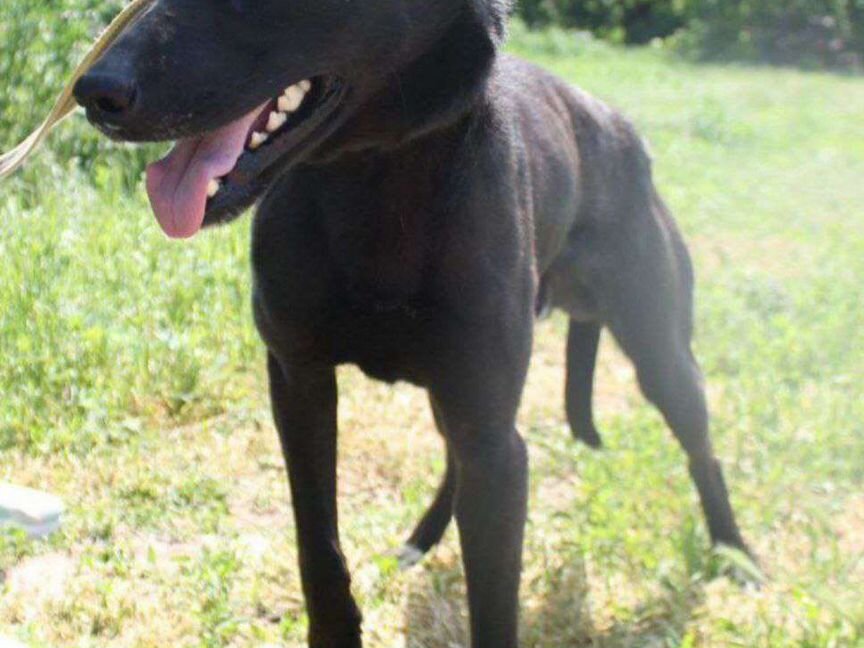 Спасите мальчика из, черного, приюта