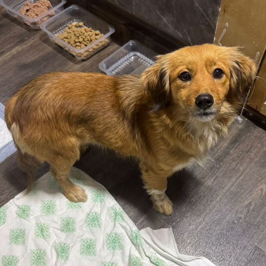 Взрослая собака в добрые руки