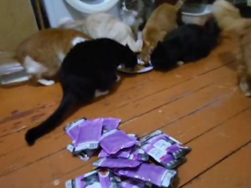 Котики мини приют
