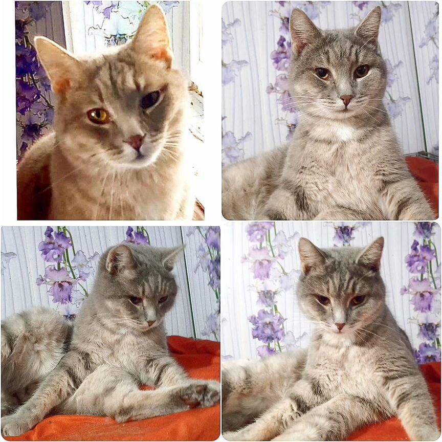 Коты в добрые руки