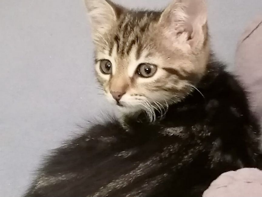 Котёнок-Бурундучок (девочка) бесплатно