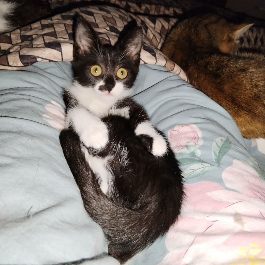 Котенок девочка