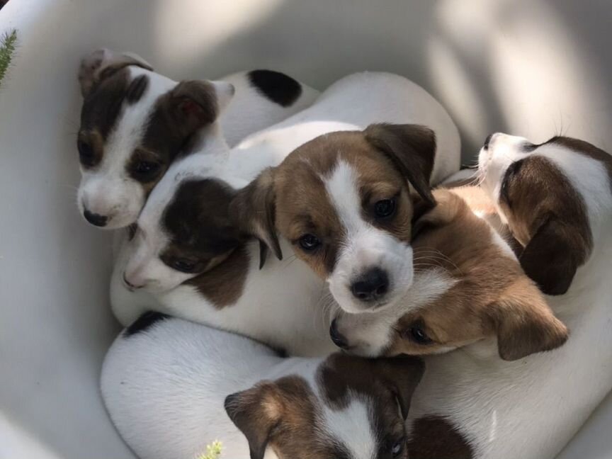 Щенки джек рассел