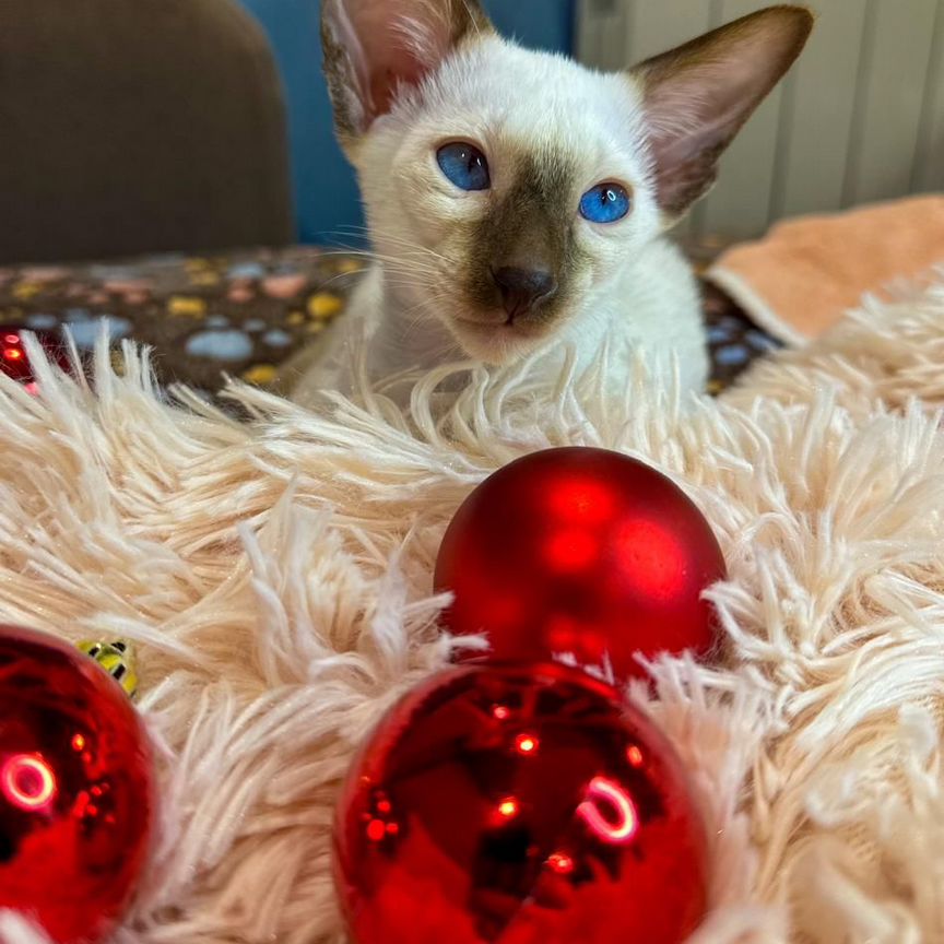 Ориентальный котенок с документами