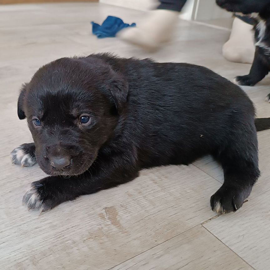 Лабрадор-ретривер, щенок