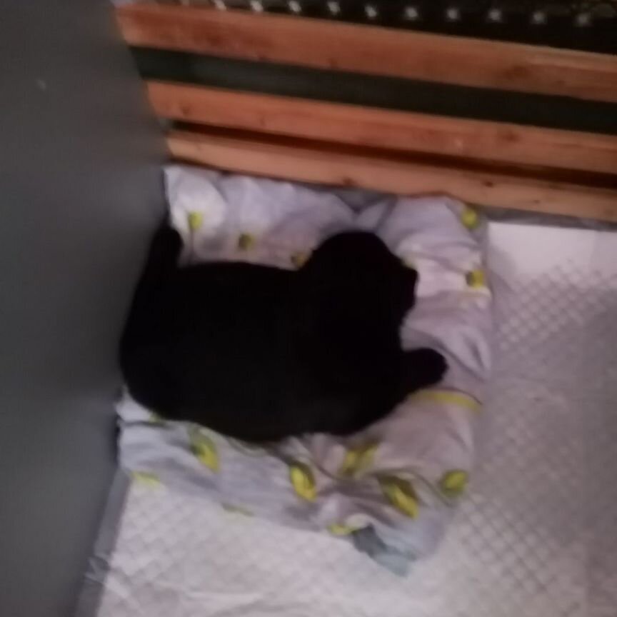 Отдам в добрые руки лабрадора. 1 месяц