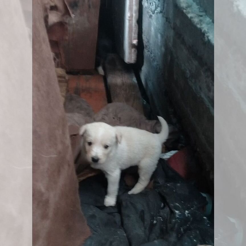 Сибирский хаски, щенок