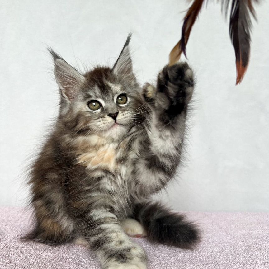 Мейн-кун котенок