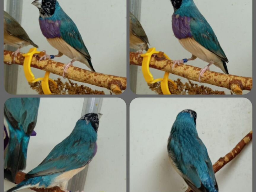 Самец Амадина Гульда (синий)